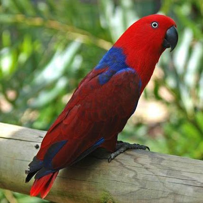 Parrots Lovers: Electus Picture Gallery